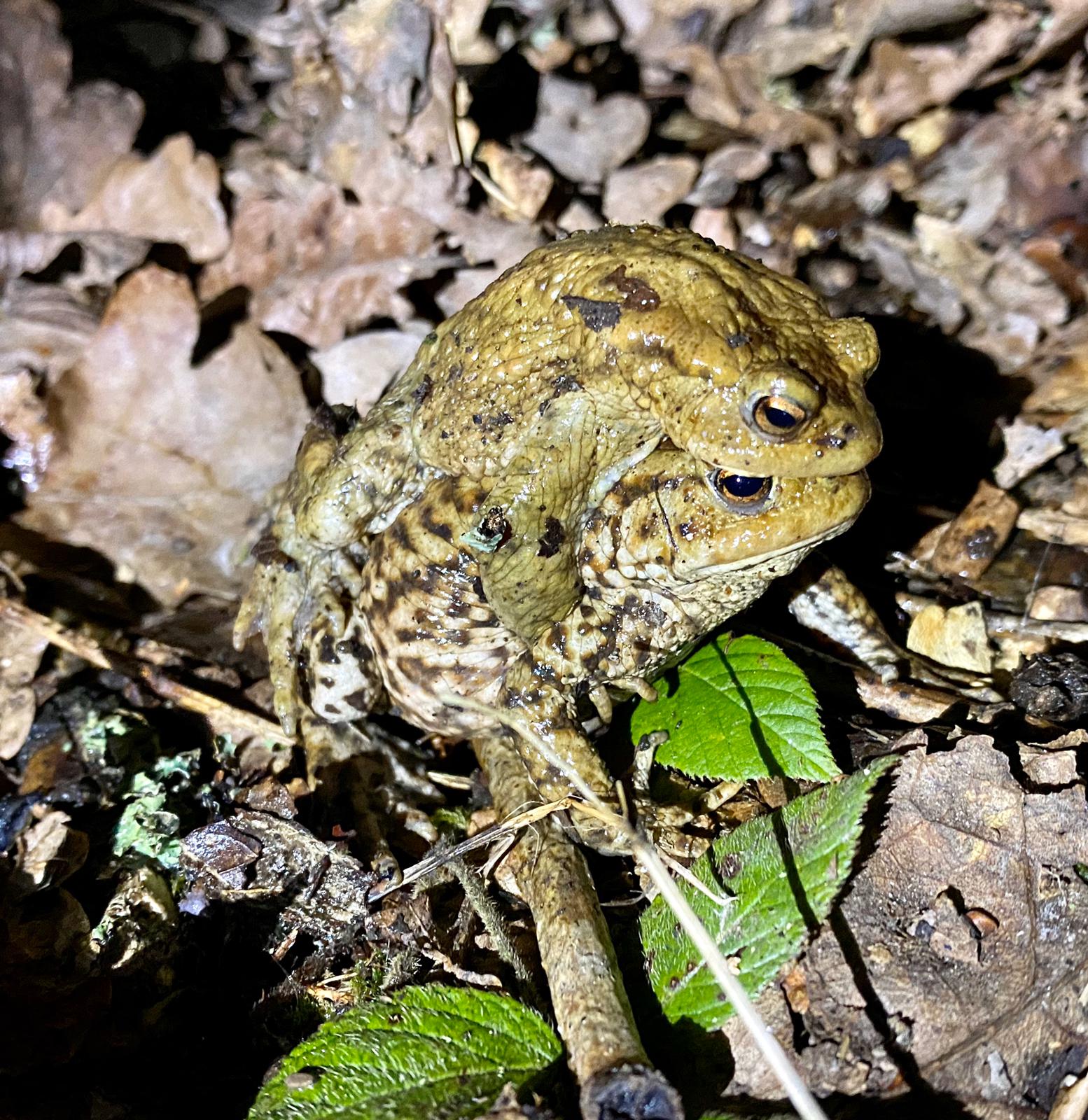 Toad Patrol – Woodcote Conservation Group