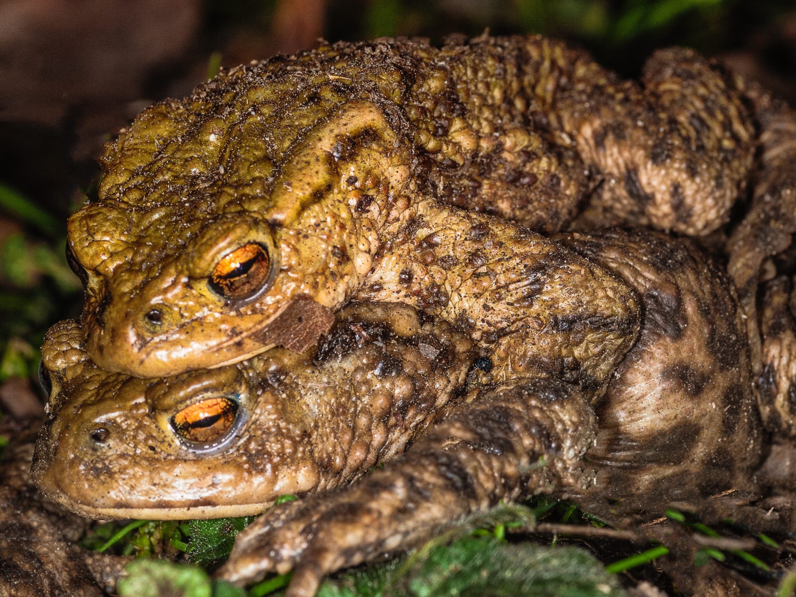 Toad Patrol – Woodcote Conservation Group